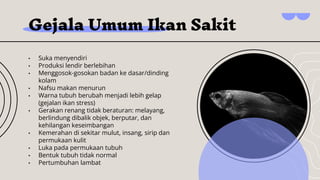 IDENTIFIKASI GEJALA PENYAKIT NON INFEKSI PADA IKAN DAN UDANG | PDF