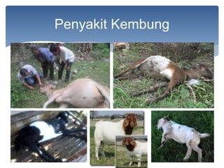 Penyakit pada kambing & penanggulanganya | PPTX