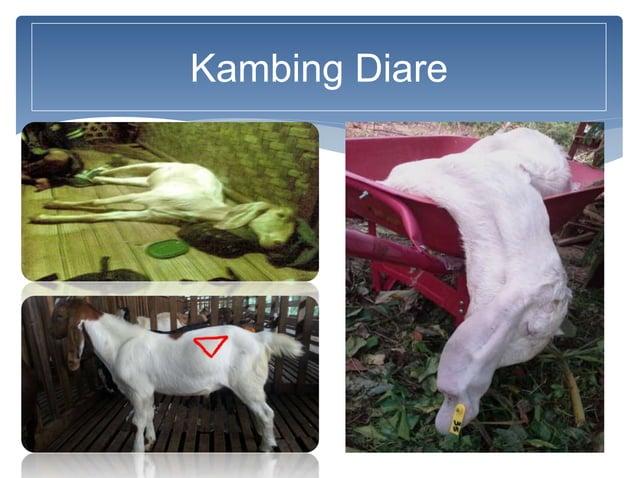 Penyakit pada kambing & penanggulanganya | PPTX