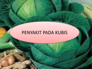 Hama Penyakit Kubis - Tanaman kubis Dataran Tinggi | PDF