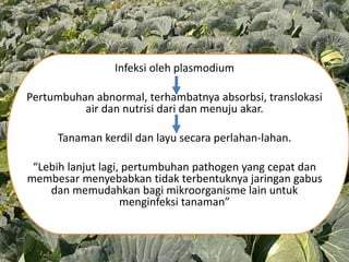 Hama Penyakit Kubis - Tanaman kubis Dataran Tinggi | PDF