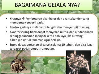 Hama Penyakit Kubis - Tanaman kubis Dataran Tinggi | PDF