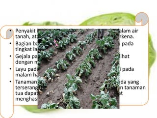 Hama Penyakit Kubis - Tanaman kubis Dataran Tinggi | PDF