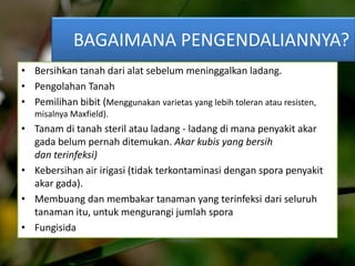 Hama Penyakit Kubis - Tanaman kubis Dataran Tinggi | PDF