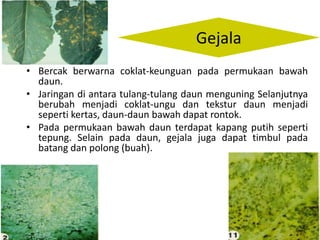 Hama Penyakit Kubis - Tanaman kubis Dataran Tinggi | PDF
