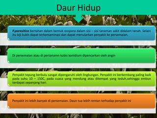 Hama Penyakit Kubis - Tanaman kubis Dataran Tinggi | PDF