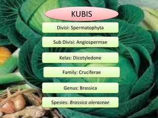 Hama Penyakit Kubis - Tanaman kubis Dataran Tinggi | PDF