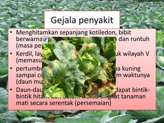 Hama Penyakit Kubis - Tanaman kubis Dataran Tinggi | PDF