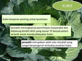 Hama Penyakit Kubis - Tanaman kubis Dataran Tinggi | PDF