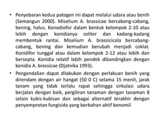 Hama Penyakit Kubis - Tanaman kubis Dataran Tinggi | PDF