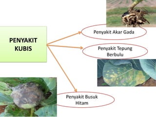 Hama Penyakit Kubis - Tanaman kubis Dataran Tinggi | PDF