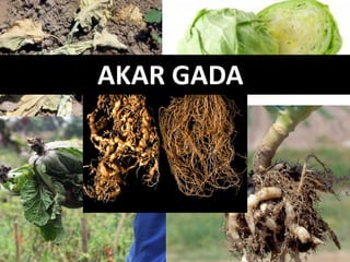 Hama Penyakit Kubis - Tanaman kubis Dataran Tinggi | PDF