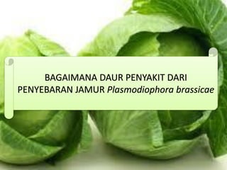 Hama Penyakit Kubis - Tanaman kubis Dataran Tinggi | PDF