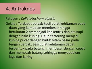 Penyakit pada Tanaman Lidah Buaya dan Sirih | PPTX