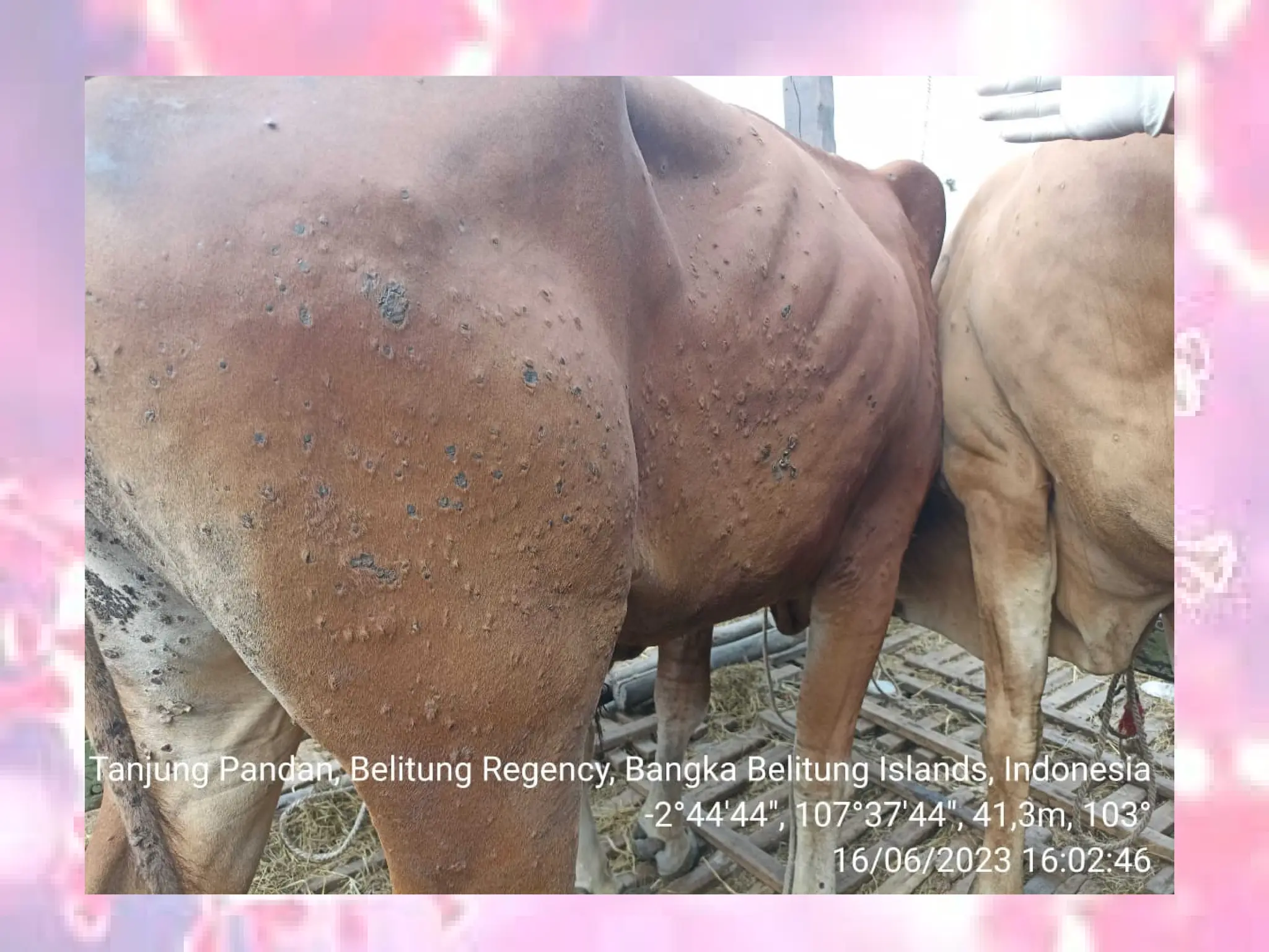 Penyakit pada ternak Sapi Penggemukan.pptx