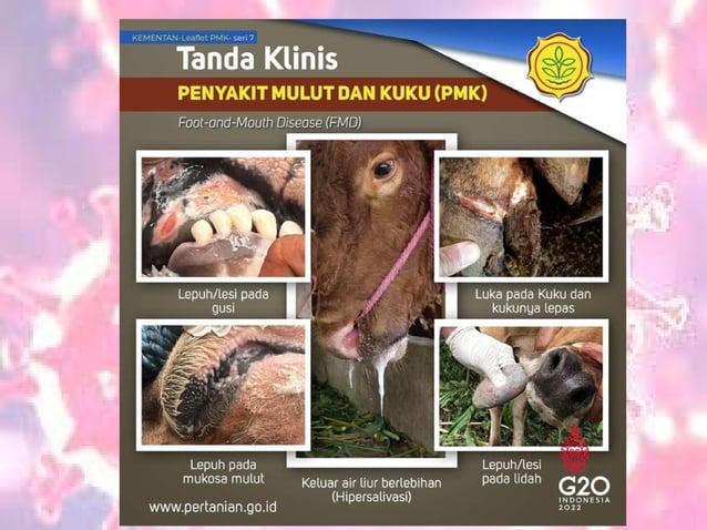 Penyakit pada ternak Sapi Penggemukan.pptx