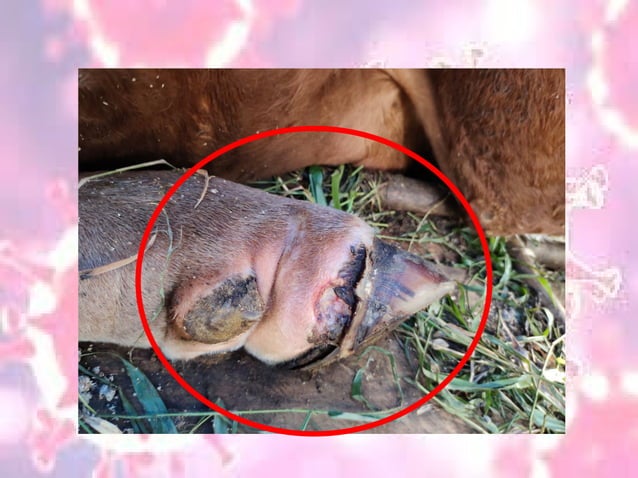 Penyakit pada ternak Sapi Penggemukan.pptx