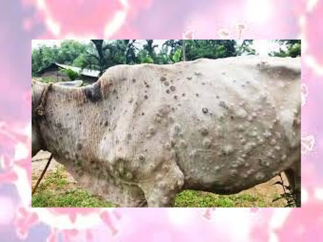 Penyakit pada ternak Sapi Penggemukan.pptx