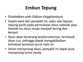 Penyakit pada Tanaman Pepaya dan Jeruk Nipis | PPTX