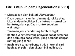 Penyakit pada Tanaman Pepaya dan Jeruk Nipis | PPTX