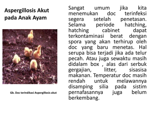 Penyakit pada unggas yang disebabkan oleh jamur. | PPT