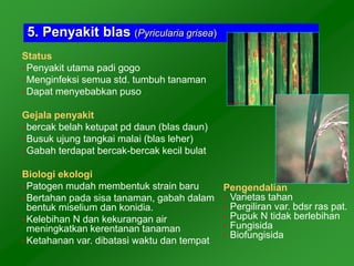 Penyakit pada tanaman padi sawah serta pengendaliannya | PPT