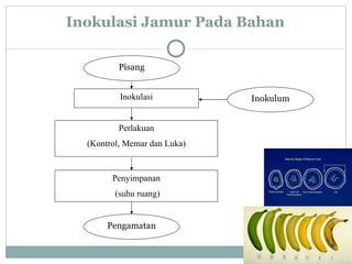 Penyakit pasca panen pisang | PPT