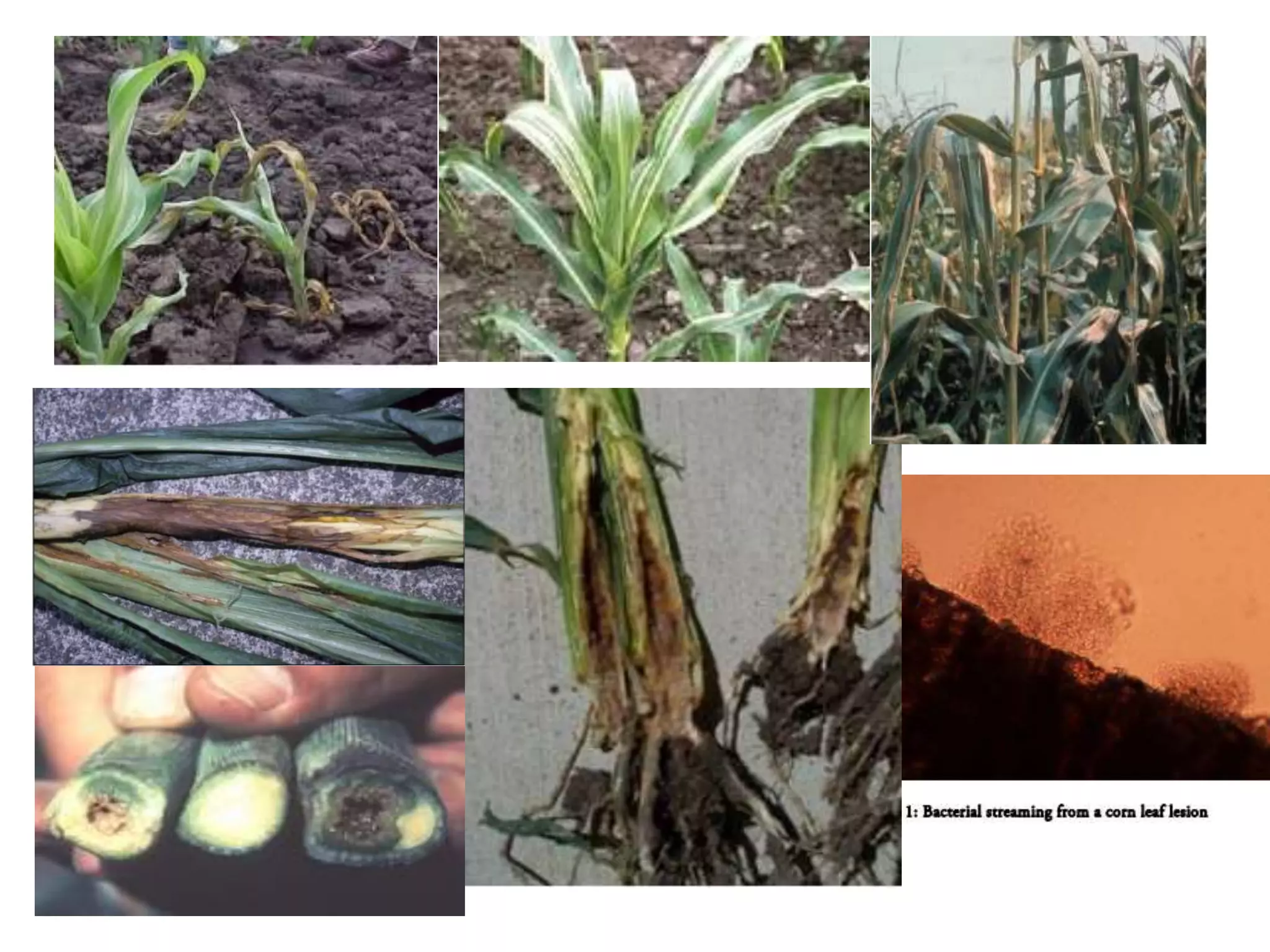 PENYAKIT PENTING TANAMAN JAGUNG (bulai dan karat).pptx