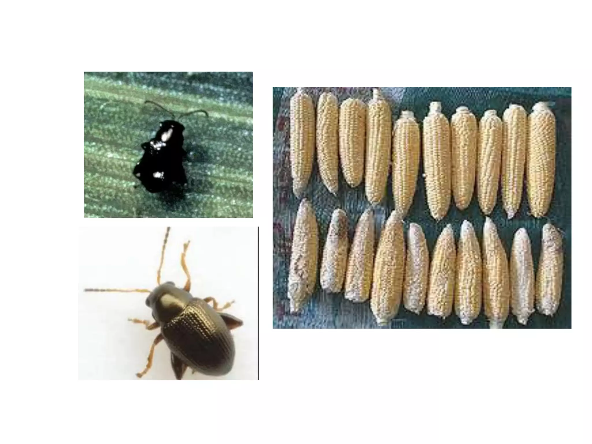 PENYAKIT PENTING TANAMAN JAGUNG (bulai dan karat).pptx