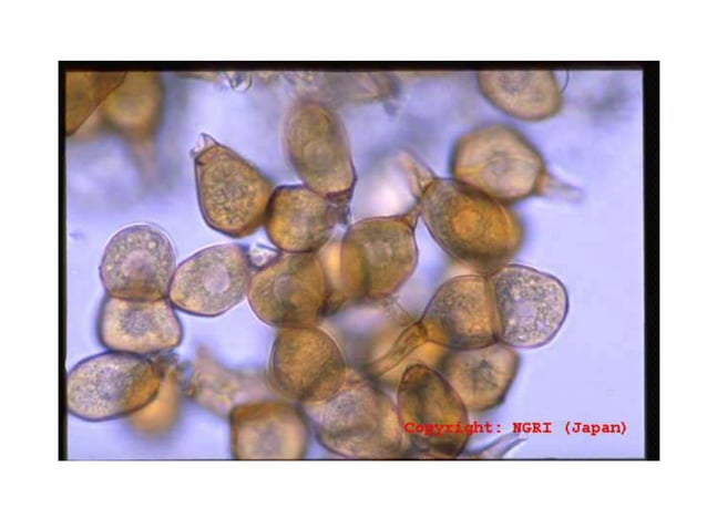 PENYAKIT PENTING TANAMAN JAGUNG (bulai dan karat).pptx