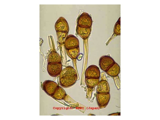 PENYAKIT PENTING TANAMAN JAGUNG (bulai dan karat).pptx