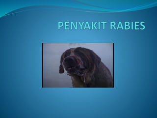 Penyakit rabies.PPT