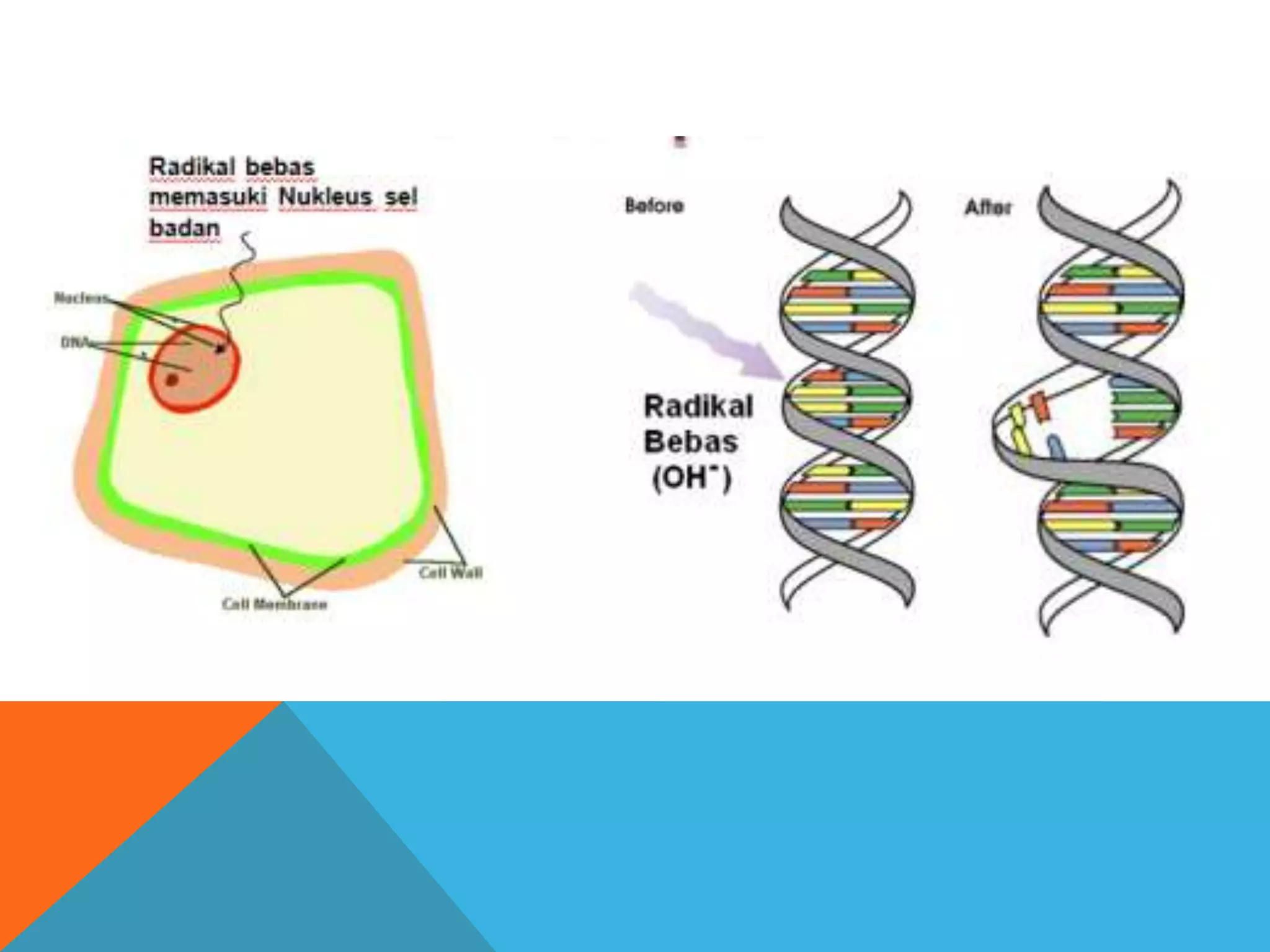 Penyakit yang disebabkan oleh radikal bebas | PPTX