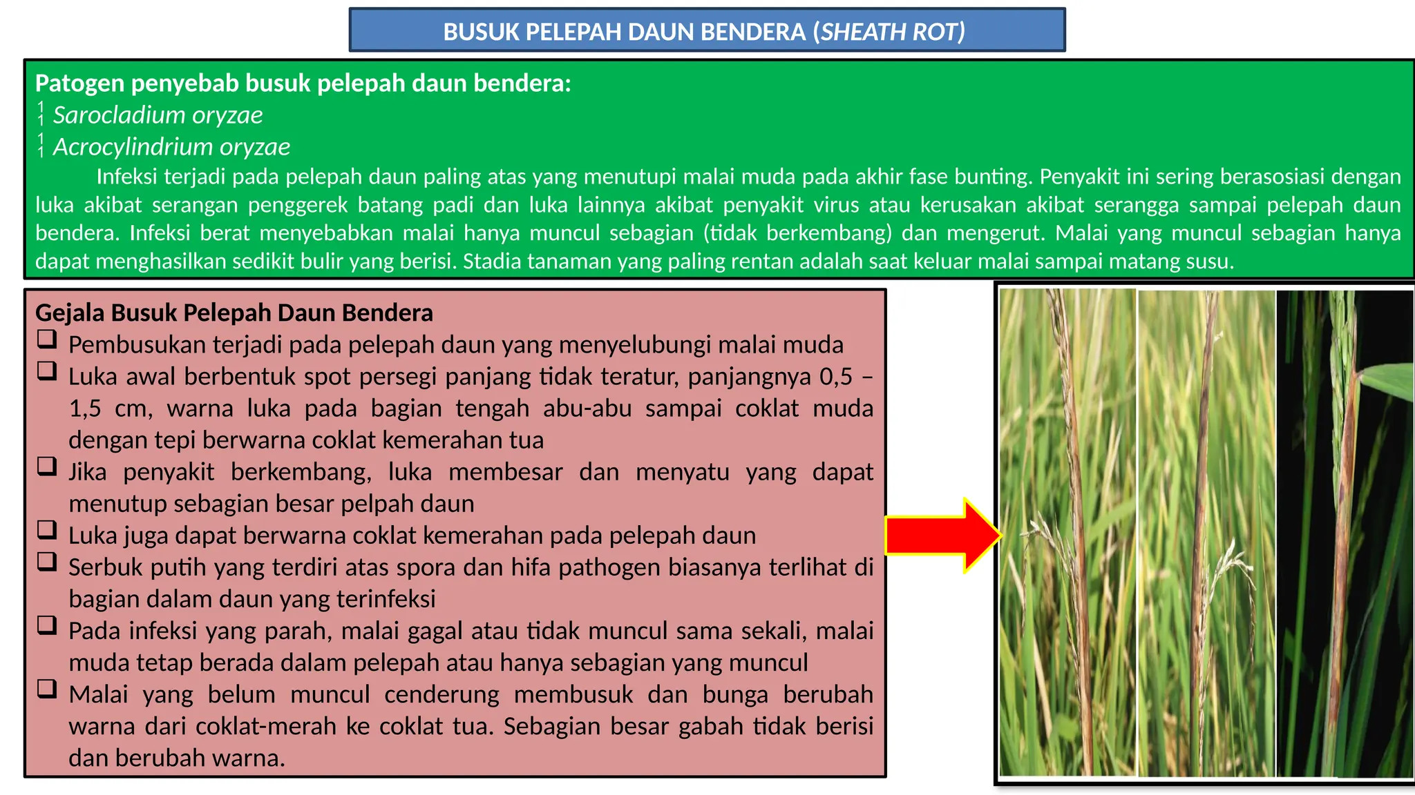 Penyakit Tanaman PADI.pptx Tanaman padi pada umumnya merupakan tanaman ...