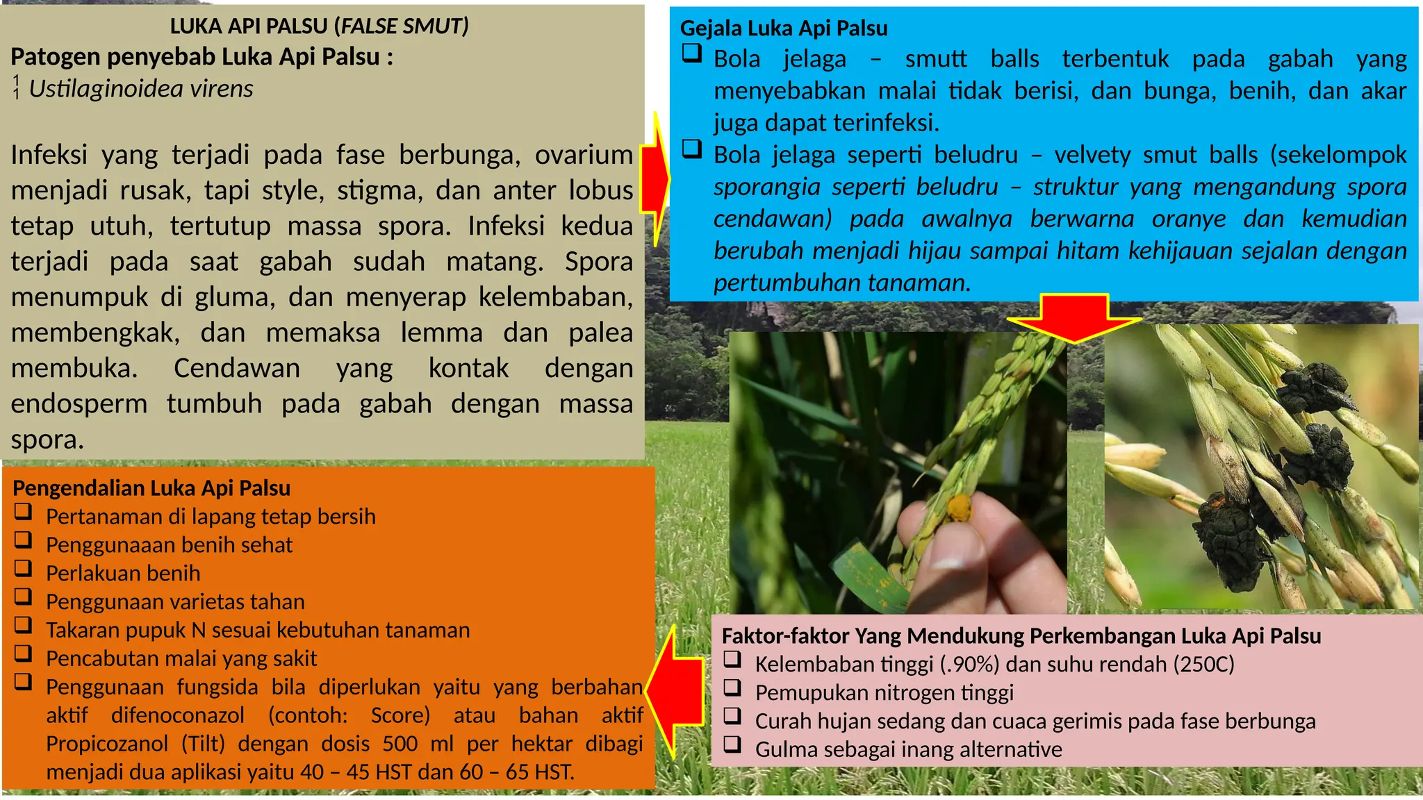 Penyakit Tanaman PADI.pptx Tanaman padi pada umumnya merupakan tanaman ...