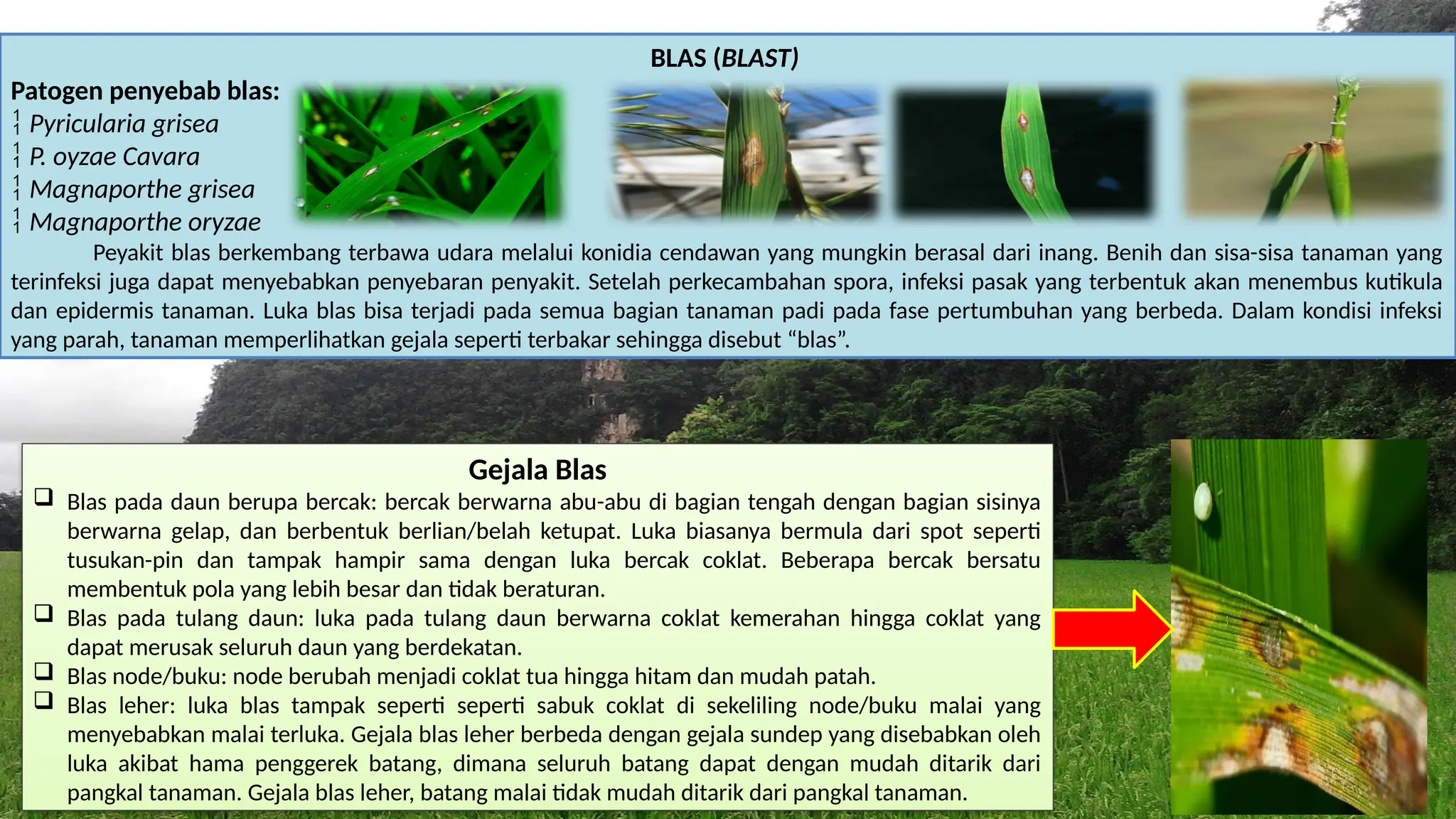 Penyakit Tanaman PADI.pptx Tanaman padi pada umumnya merupakan tanaman ...