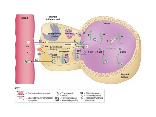 Diseases of the Thyroid Glands At A Glance | PPT