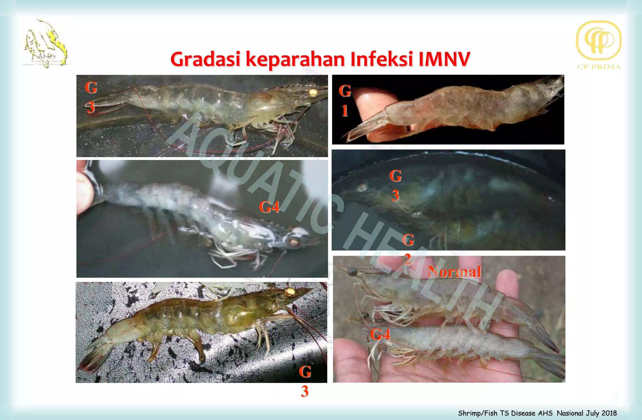Update Penyakit Udang dan Penganannya | PPSX