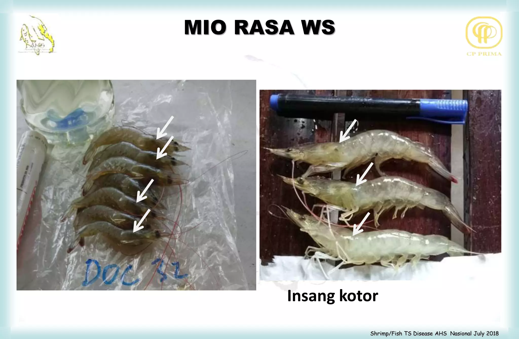 Update Penyakit Udang dan Penganannya | PPSX | Fish and Aquariums | Pets