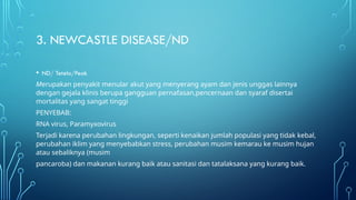 Manajemen penyakit pada peternakan ayam .pptx