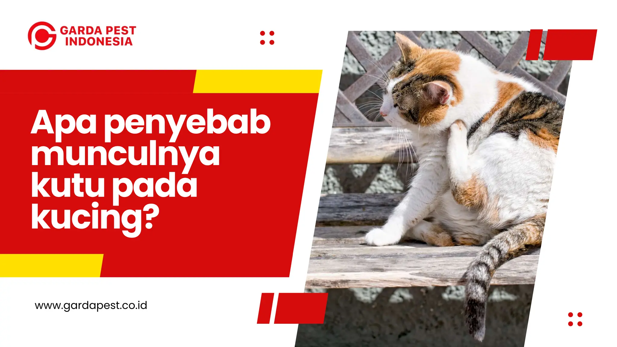 PENYEBAB MUNCULNYA KUTU PADA KUCING | HP 0813-1344-4221 | JASA PEMBASMI ...