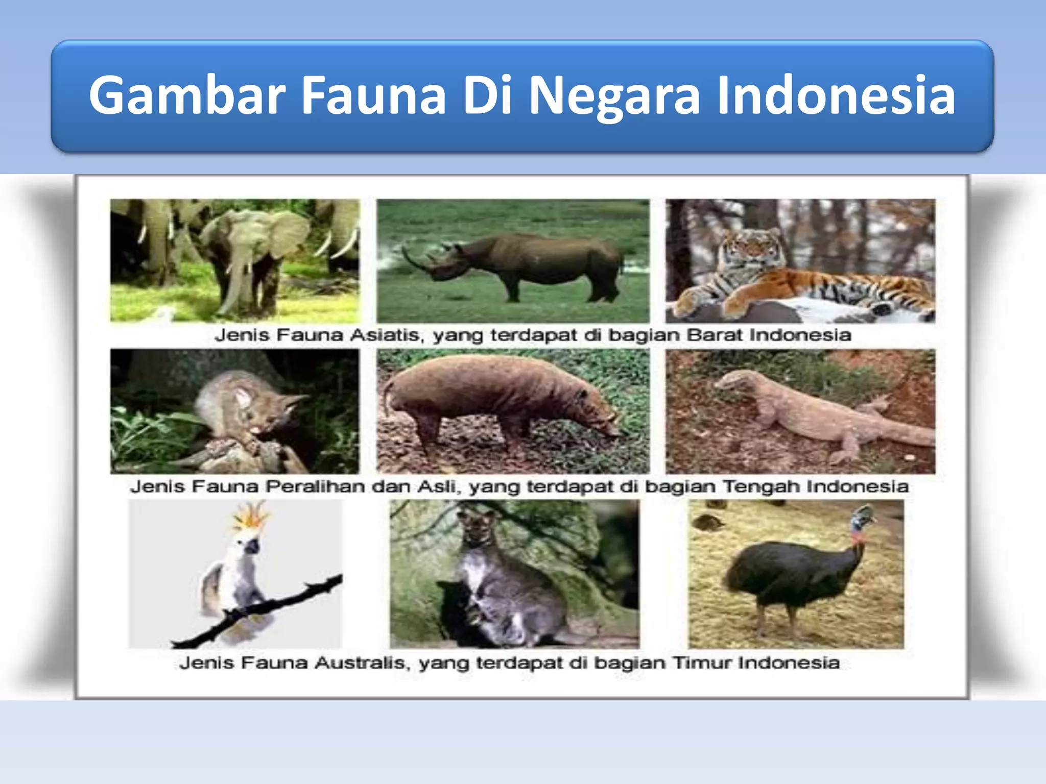 Penyebaran flora dan fauna di indonesia | PPTX