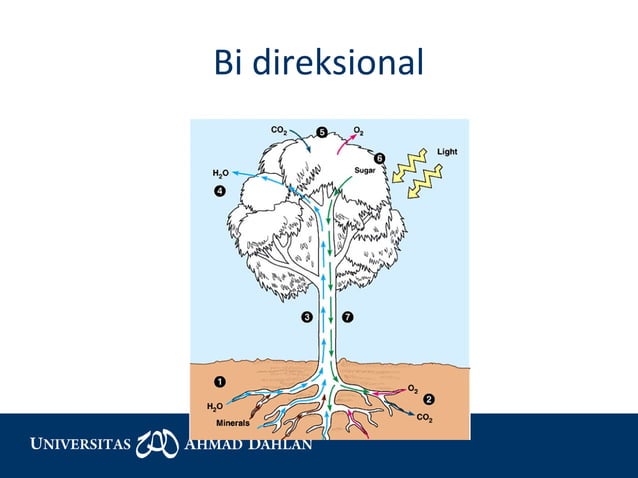 Penyerapan dan Transpor Zat Hara | PPT