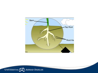 Penyerapan dan Transpor Zat Hara | PPT