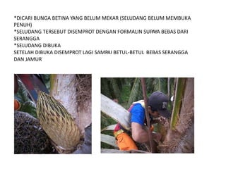 Penyerbukan sawit | PPTX