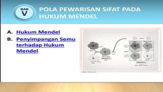 Biologi kelas 12 Penyilangan Hukum Mendel.pptx