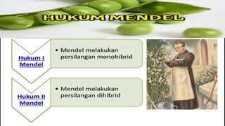 Biologi kelas 12 Penyilangan Hukum Mendel.pptx