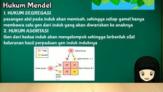Biologi kelas 12 Penyilangan Hukum Mendel.pptx