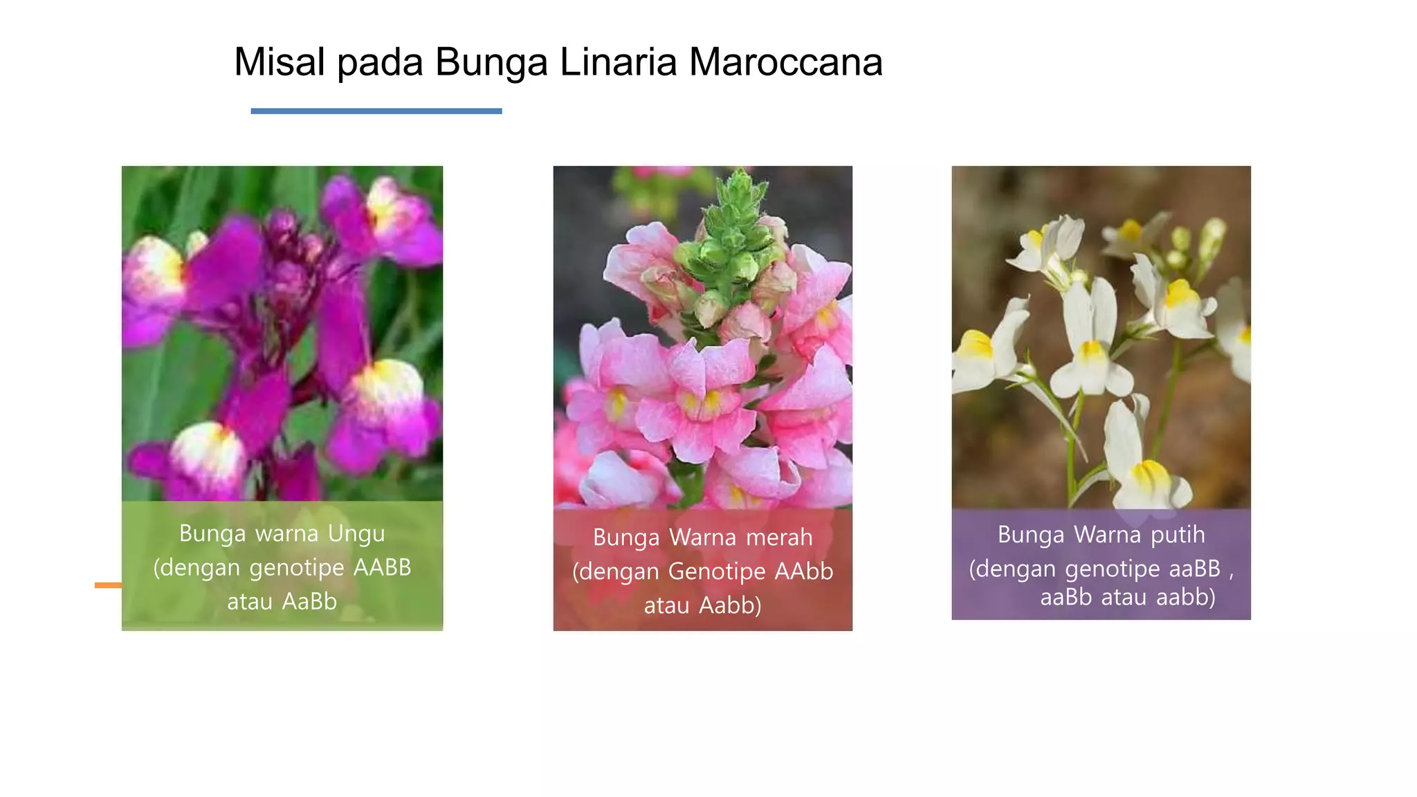 Penyimpangan Semu Hukum Mendel | PPTX