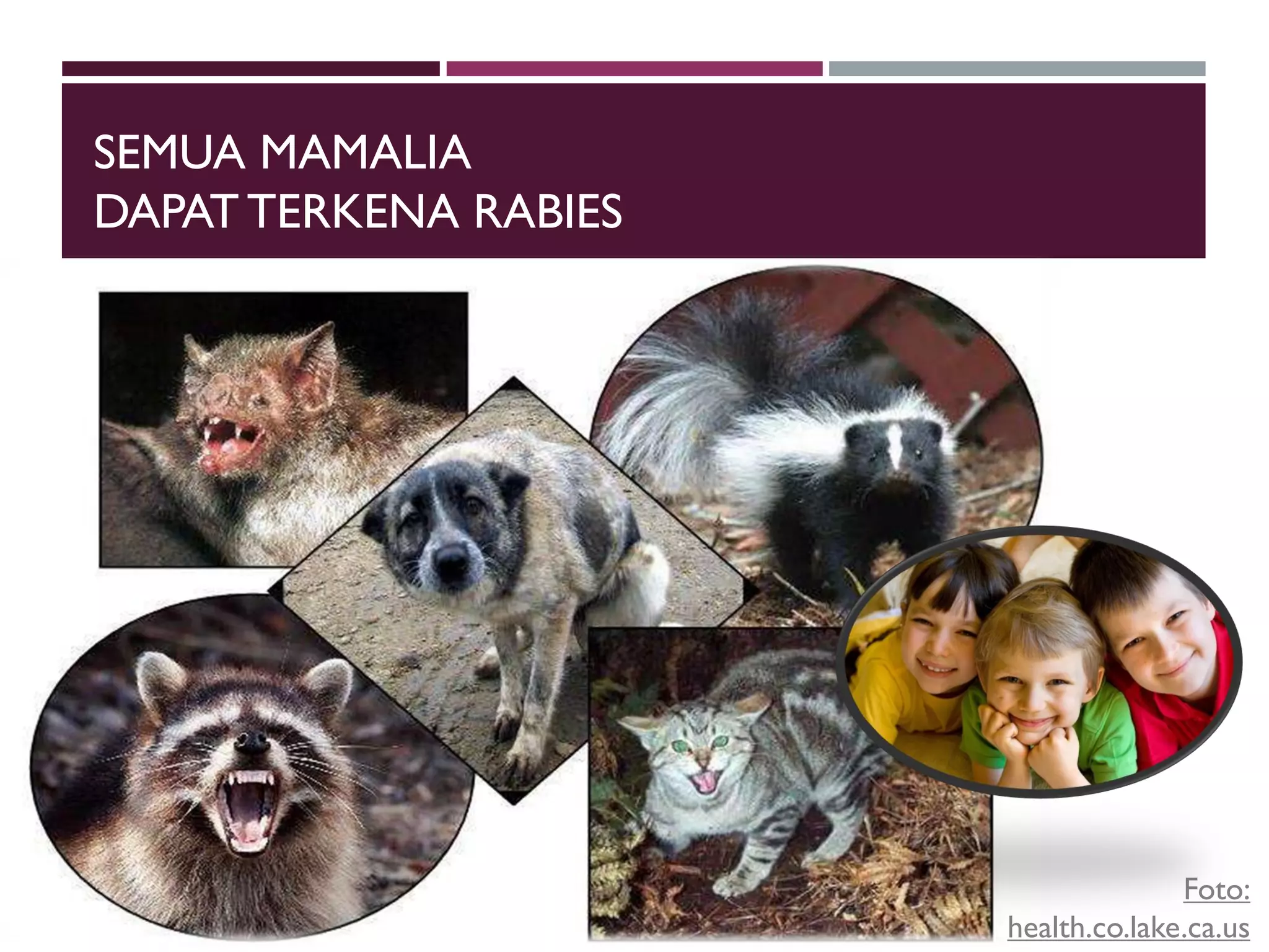 Penyuluhan-Penyakit-Rabies.pdf